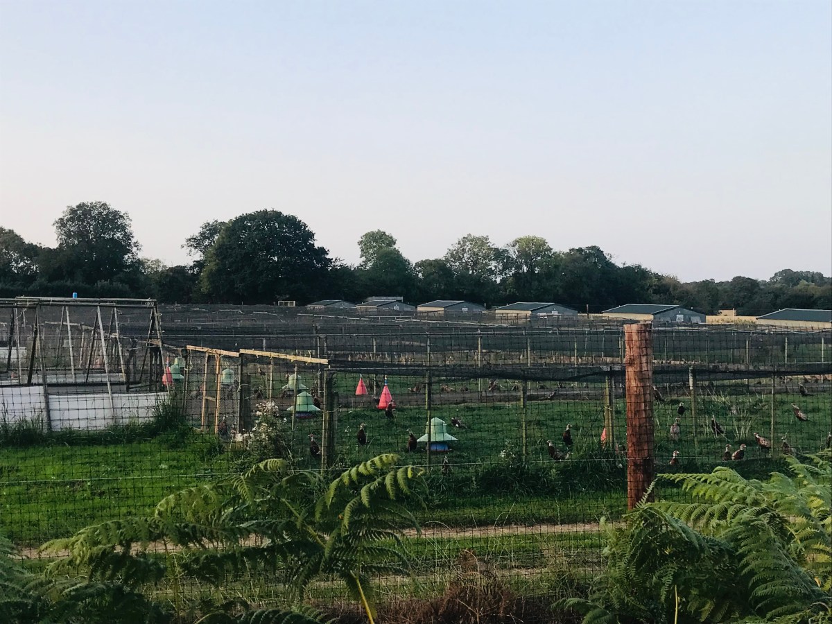 Just 131 shoots & game farms rear and release 6.2million pheasants ...